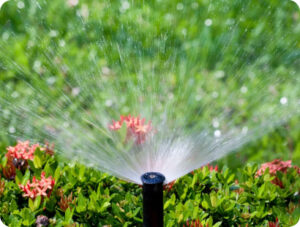 10 Stunning Ground Cover Plants Perfect for South Australian Conditions ...