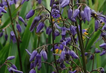 10 Stunning Ground Cover Plants Perfect for South Australian Conditions ...