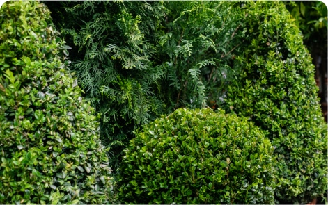 Topiary and Tree Pruning Adelaide | Nomadic Home Garden