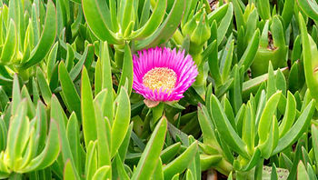 10 Stunning Ground Cover Plants Perfect for South Australian Conditions ...