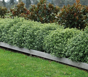 The Enchanting Pittosporum Hedge: A Versatile and Beautiful Green ...